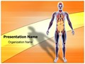 Professional Organ System Editable PowerPoint Template
