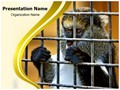 Professional Monkey in Cage Editable PowerPoint Template